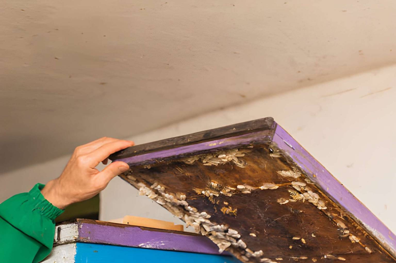 How to Deal with a Beehive in Your Attic: Expert Tips